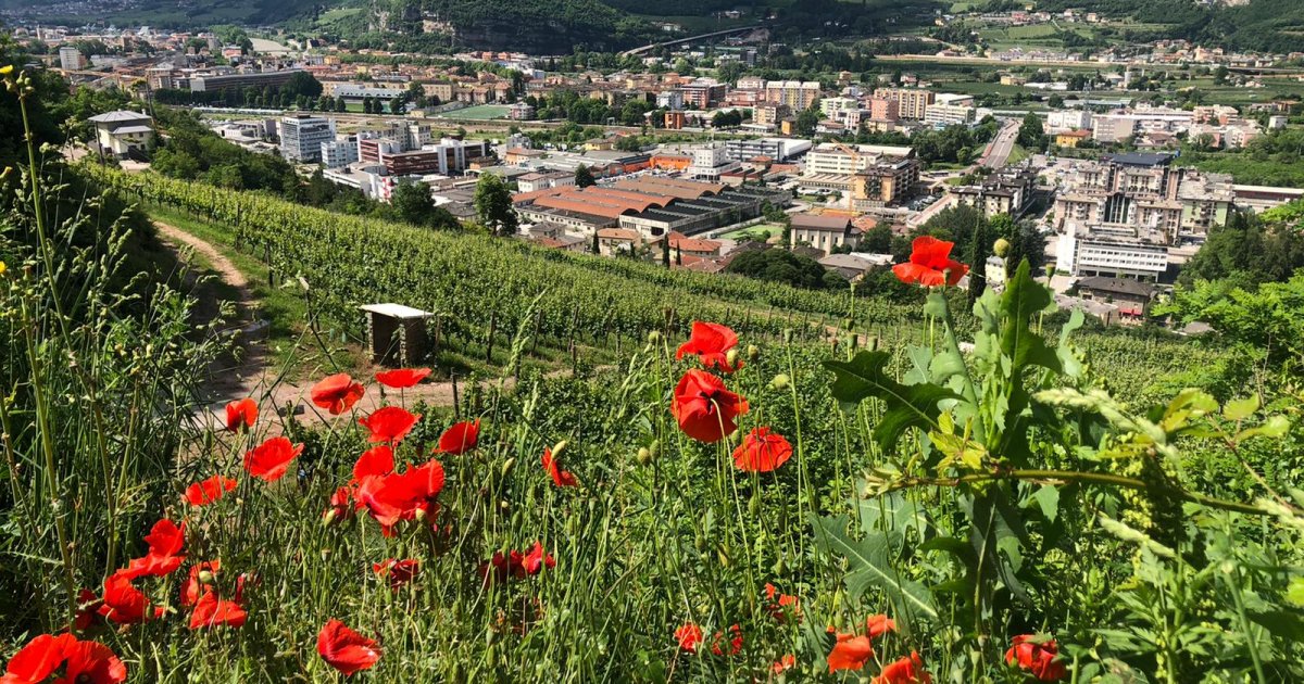 I masi di collina su due ruote - Tastetrentino