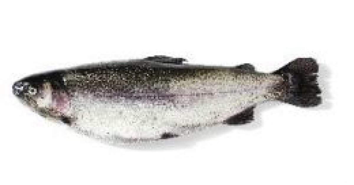 Trota iridea - Tastetrentino